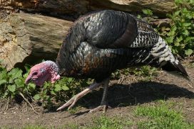 Bronze Turkey - Breed Profile - Backyard Poultry